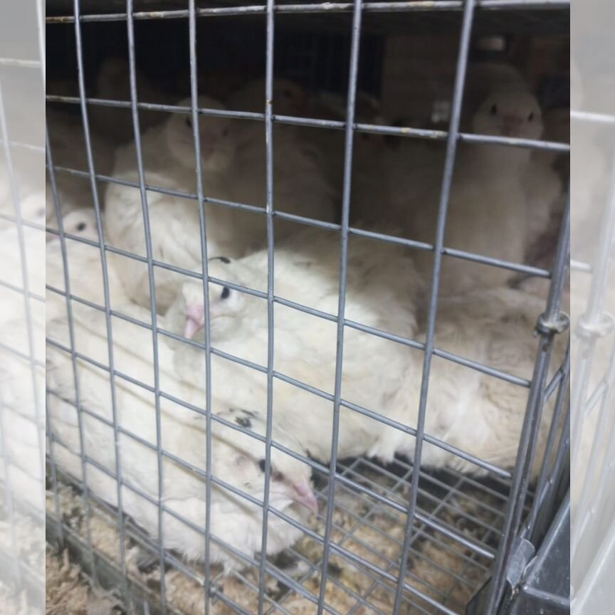 Перепела техасцы девочки