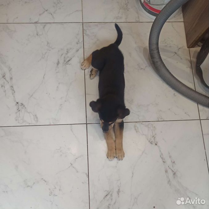 Щенок полуовчарка