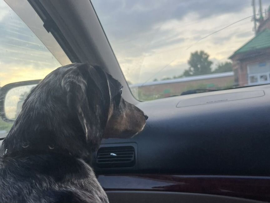 Собачка такса для связки