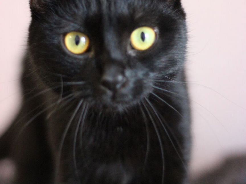 Девочка Гаечка (из приюта)