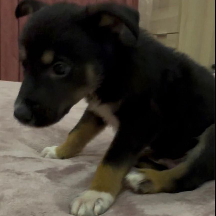 Щенок в добрые руки (мальчик)