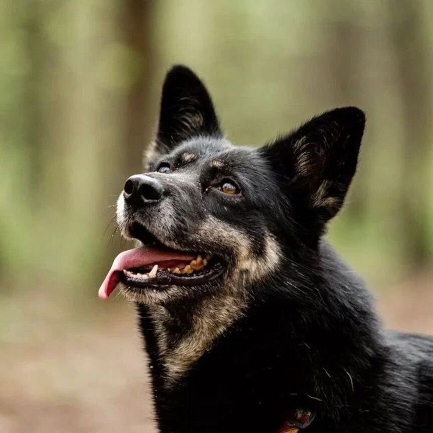 Ищем финкураторов для собаки