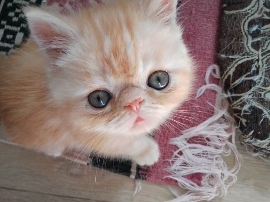 Экзотическая короткошерстная