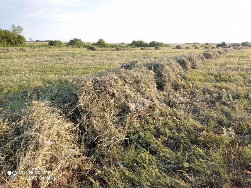 Рулоны сена