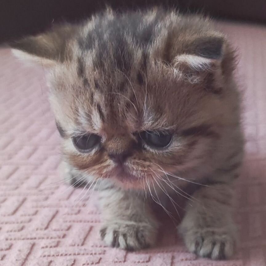 Экзотический короткошёрстный котёнок