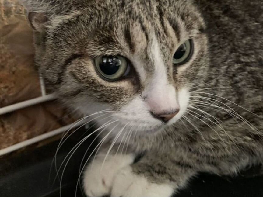 В добрые руки котят и кошек