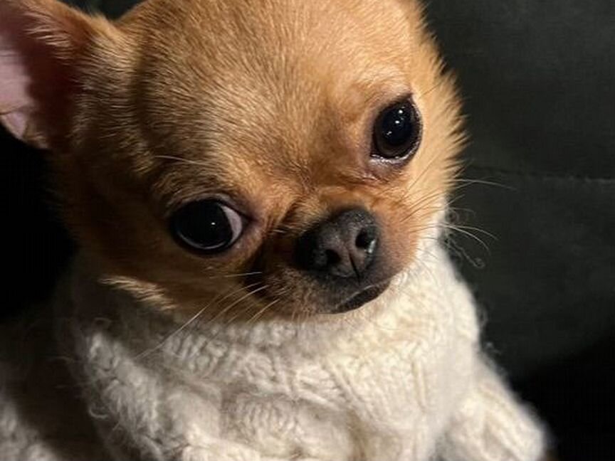 Чихуахуа ищу невесту