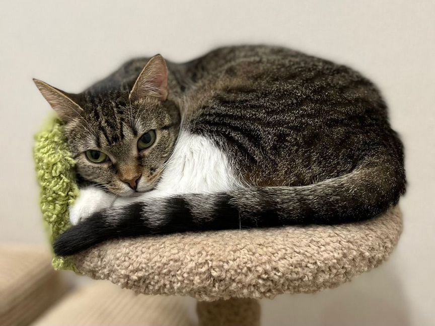 Кошечка в добрые руки