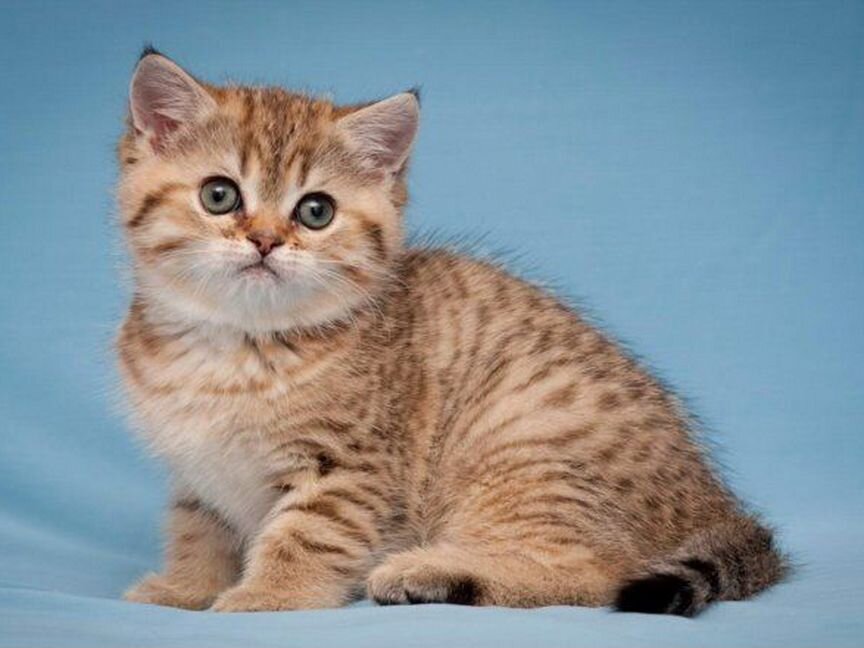 Плюшевый тигренок