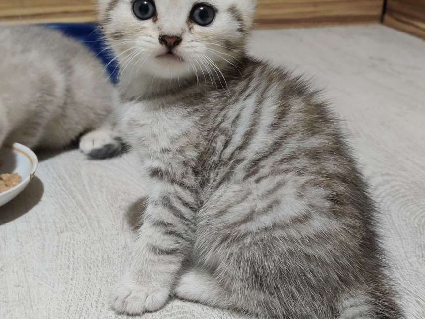 Шотландский вислоухий котенок
