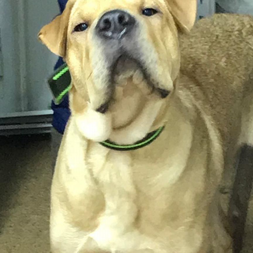 Собака в добрые руки отдам бесплатно