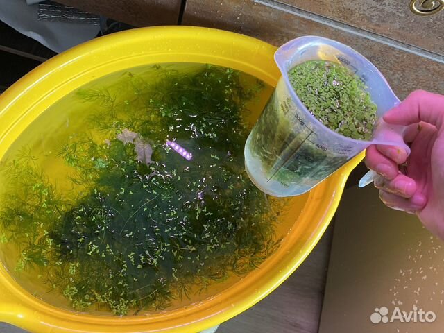 Растения аквариумные прополка