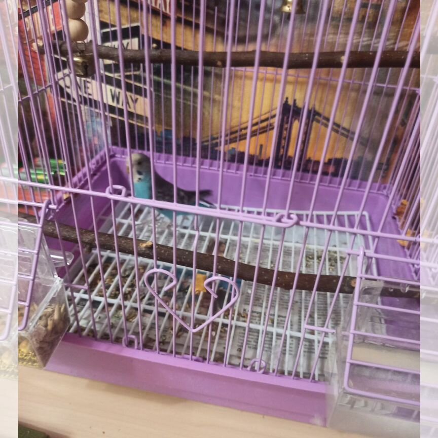 Волнистый попугай с клеткой