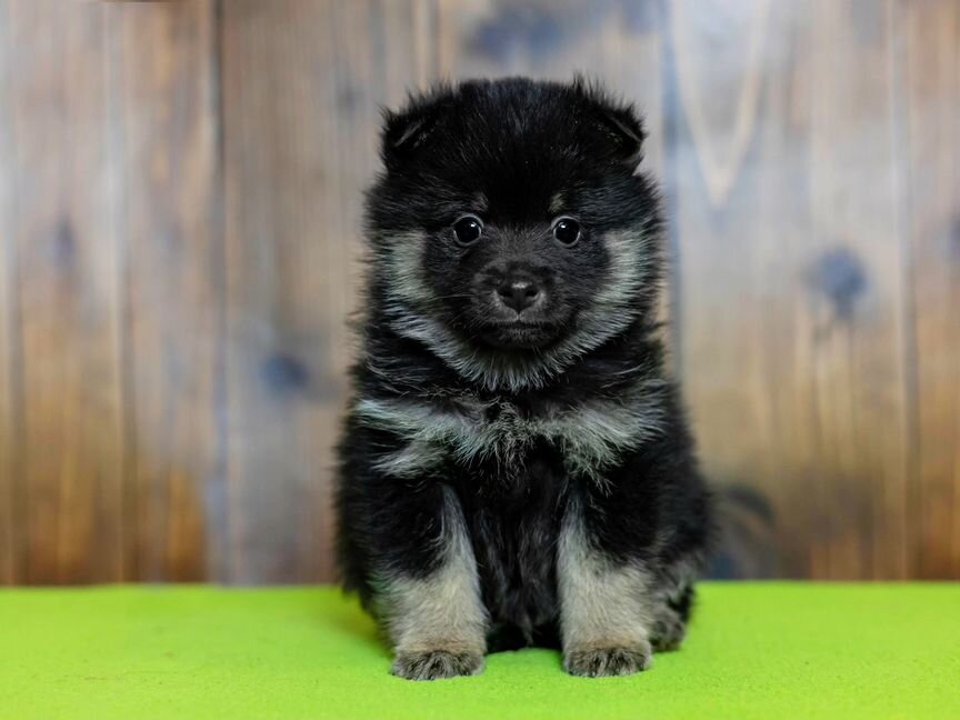 Схипперке (мини овчарка)