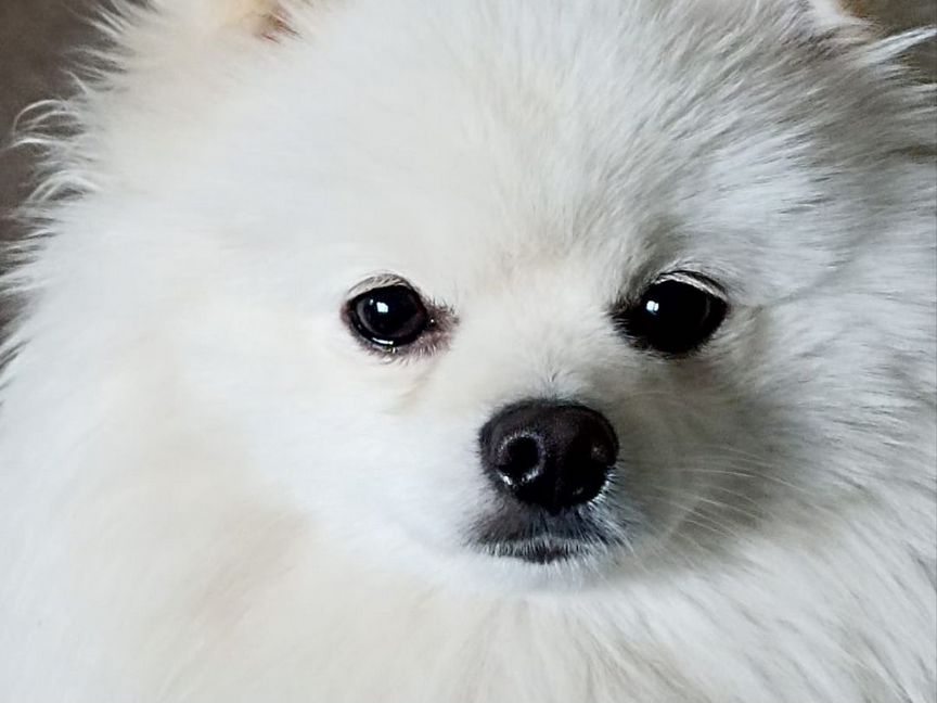 Немецкий шпиц белый ищем девочек