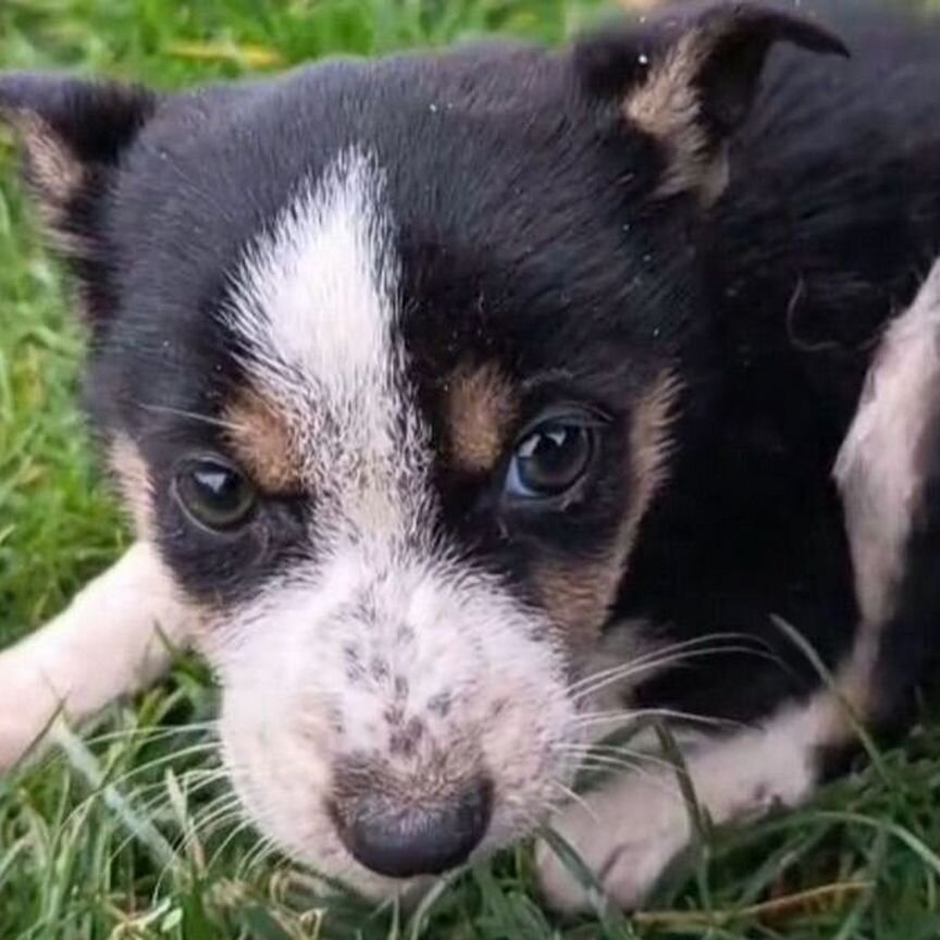 Щенок в добрые руки