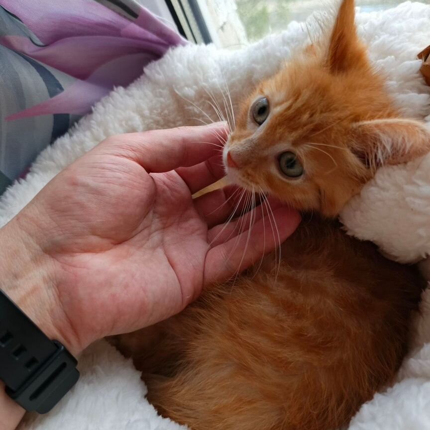 Котёнок в добрые руки