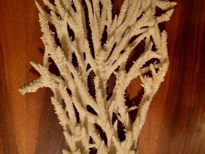 Коралл (ветка)