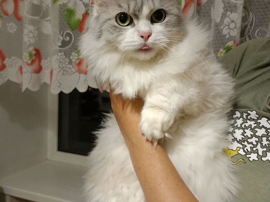 Кошечки и котики -сироты