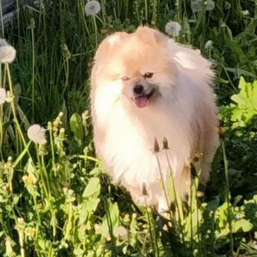 Померанский шпиц, взрослый пёс