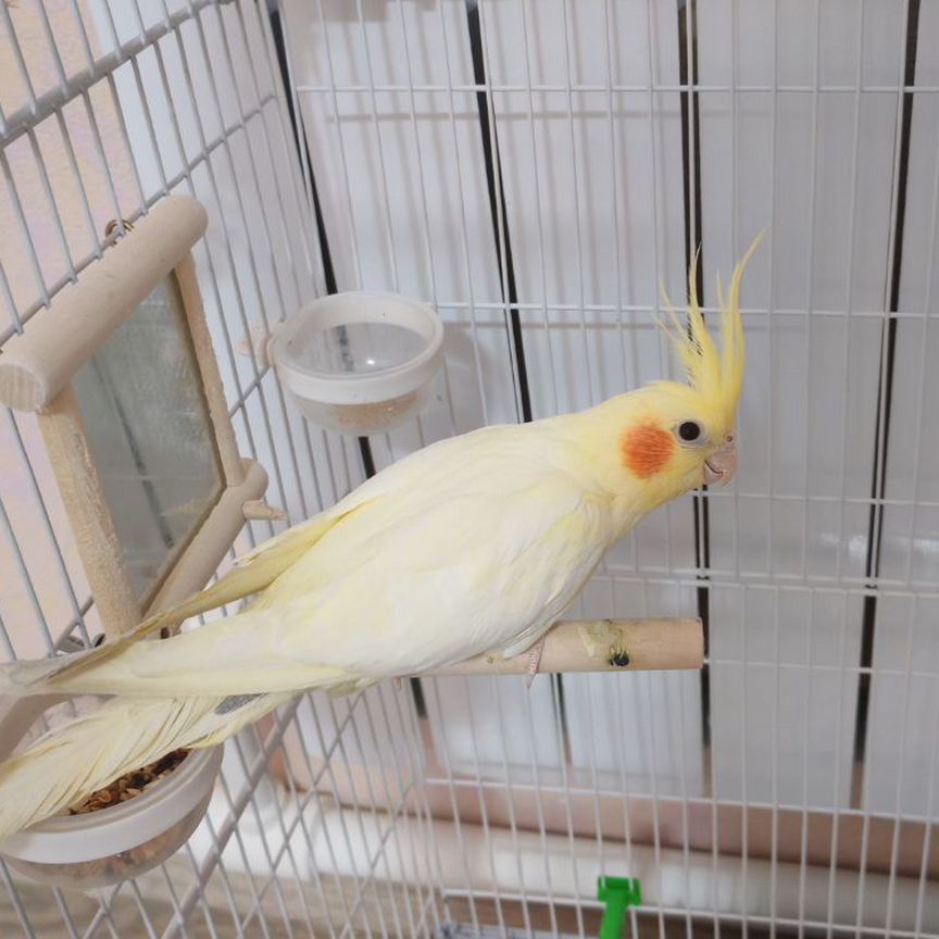 Попугай корелла с клеткой