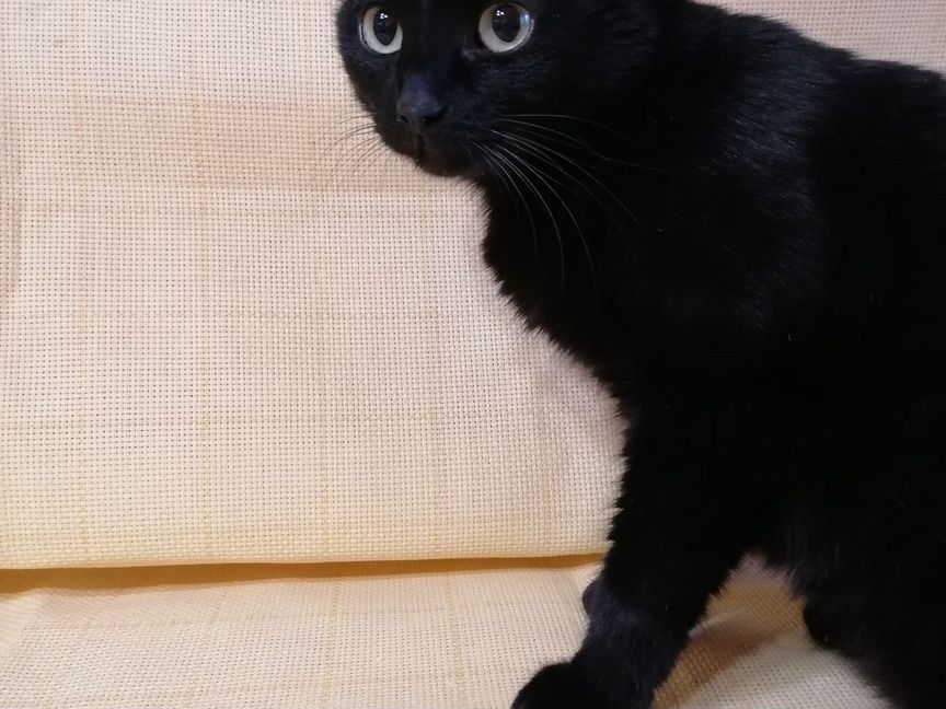 Кошка мышеловка в частный дом