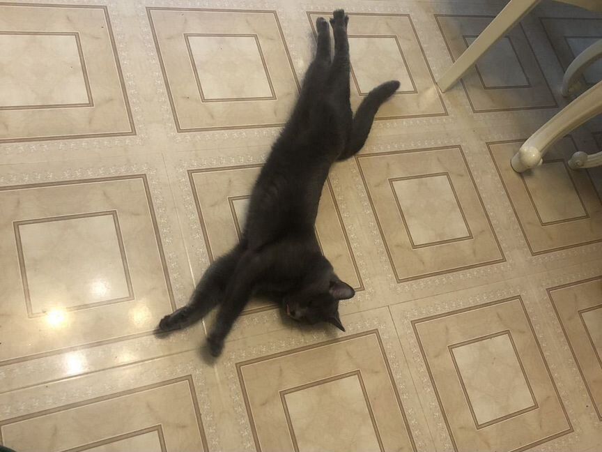 Кошка