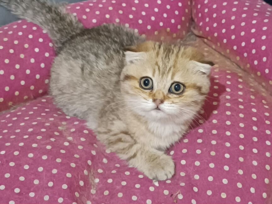Британские кошечка