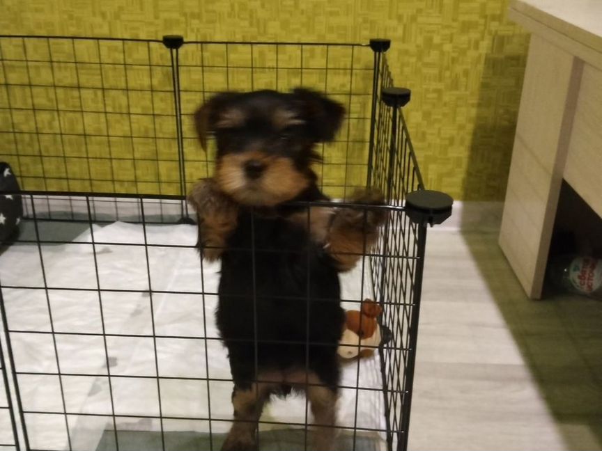 Загон для щенков