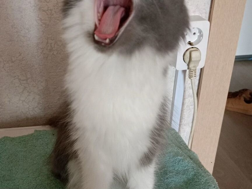 Кошечка Мася