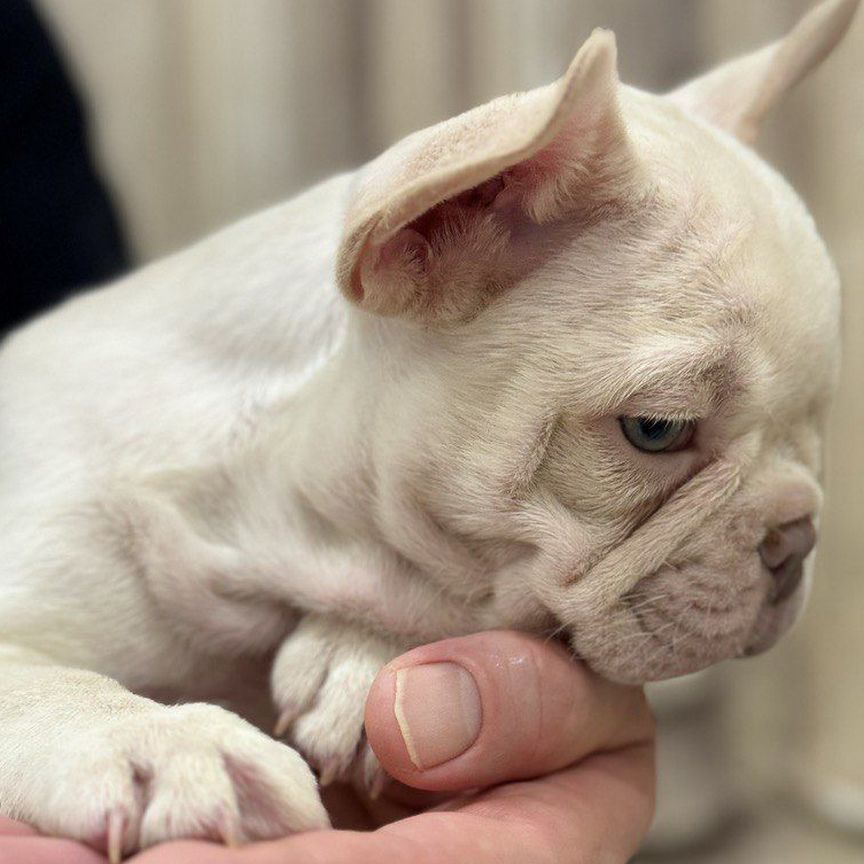 Французский бульдог, щенок