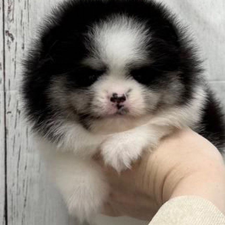 Померанский шпиц, щенок