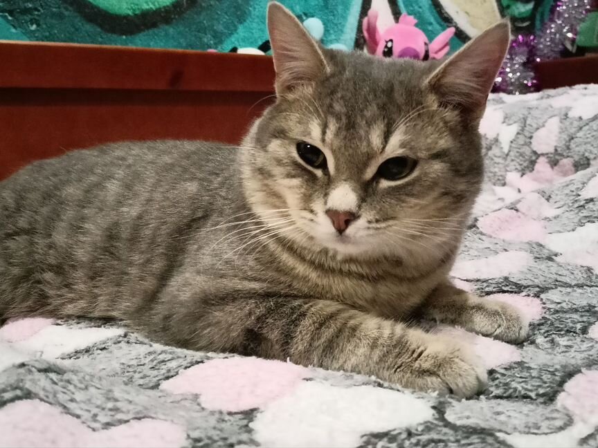 Кот, 7 мес, ищет дом