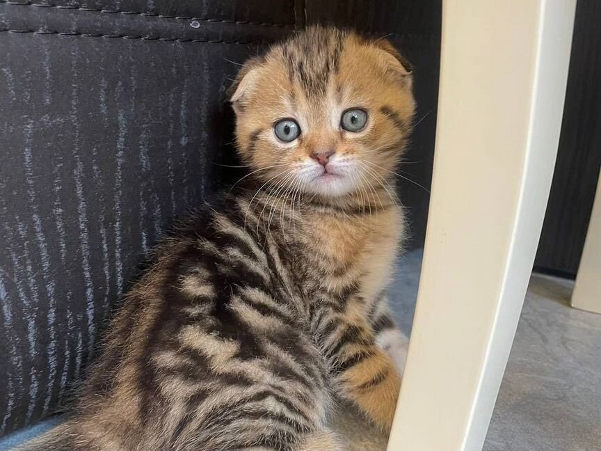 Шотландские мраморные котята