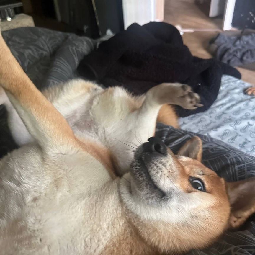 Отдам собаку Сиба Ину в добрые руки