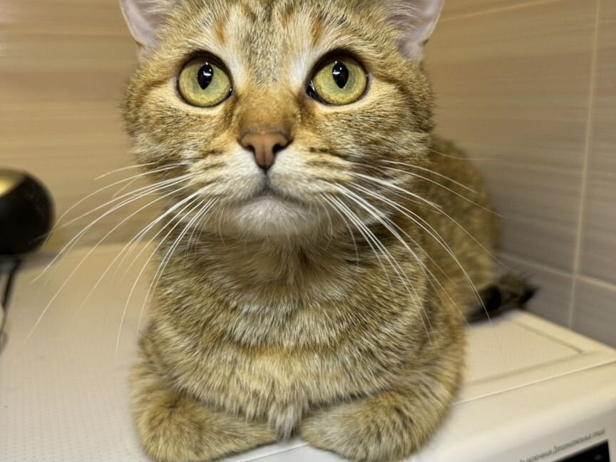 Кошка малышка муся