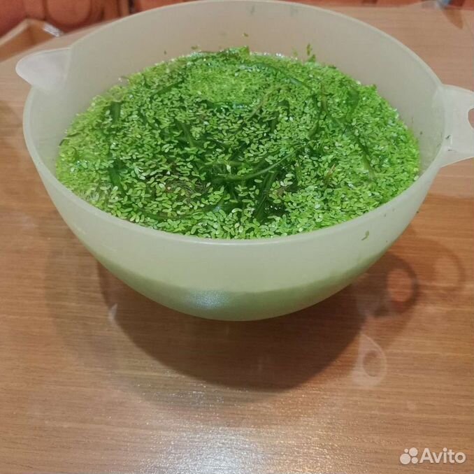 Прополка ряска, валлиснерия