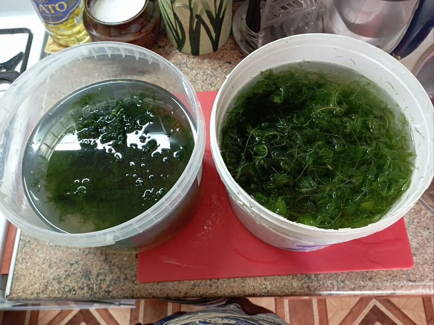 Аквариумные растения