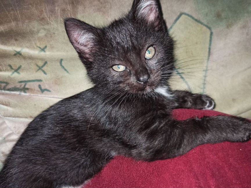 Черный котенок в добрые руки