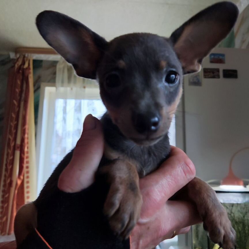 Русский той-терьер, щенок