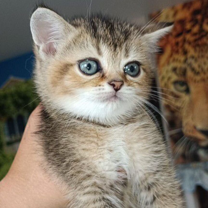 Шотландский прямоухий короткошёрстный котёнок