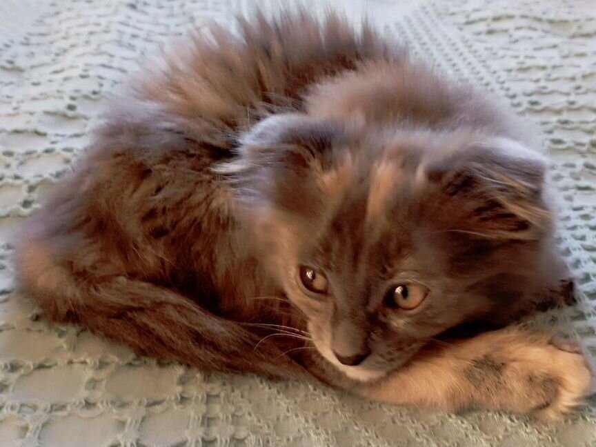 Вислоухая кошечка,которая принесёт счастье