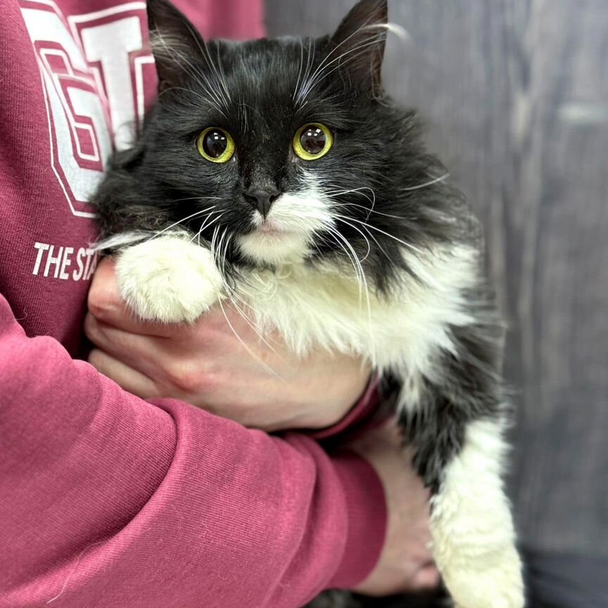 Взрослая кошка в добрые руки