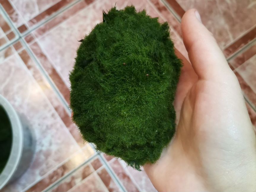 Кладофора шаровидная