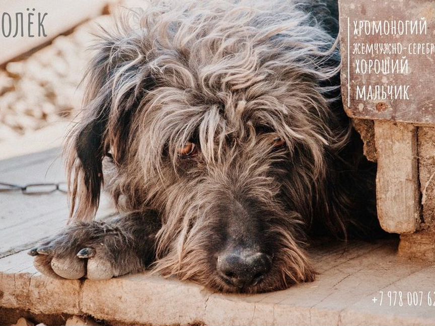 Уголёк ищет дом