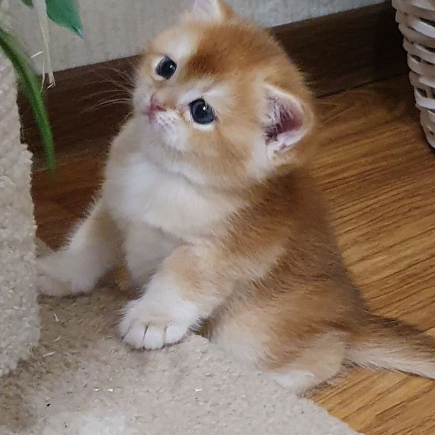 Золотая шиншилла девочка