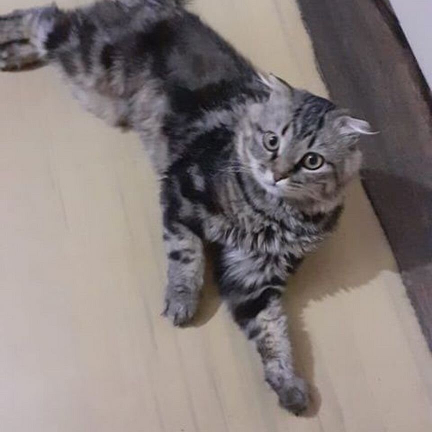 Отдают в добрые руки