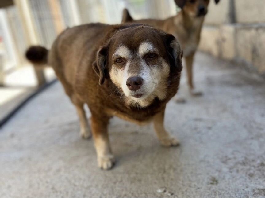 Лика - солнышко И она ищет свой дом