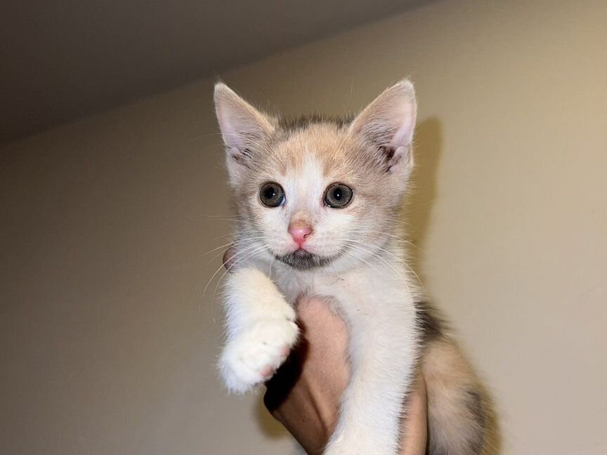 Котята
