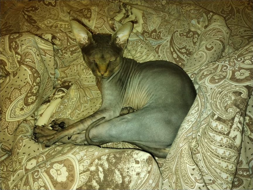 Канадский сфинкс